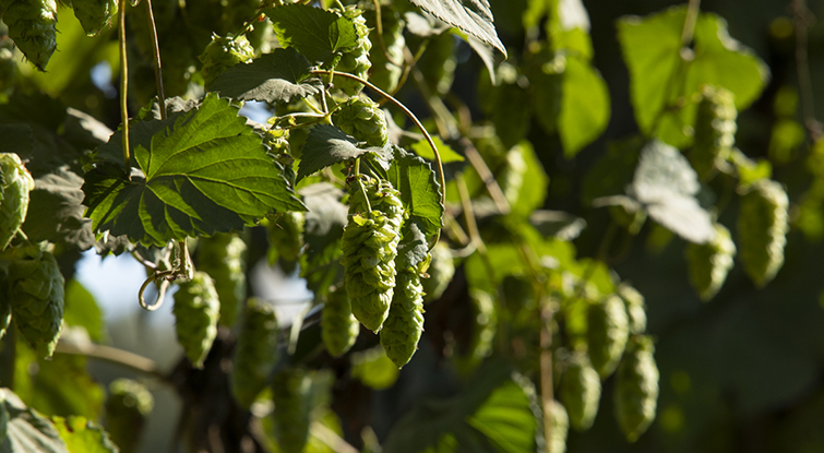 Crosby Hop Farm | Woodburn