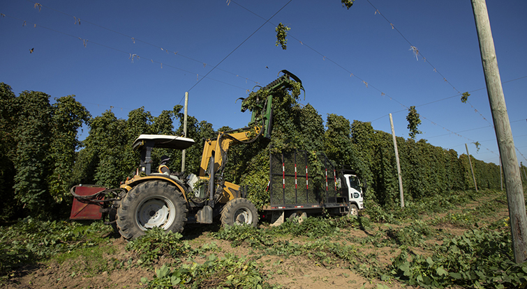Crosby Hop Farm | Woodburn