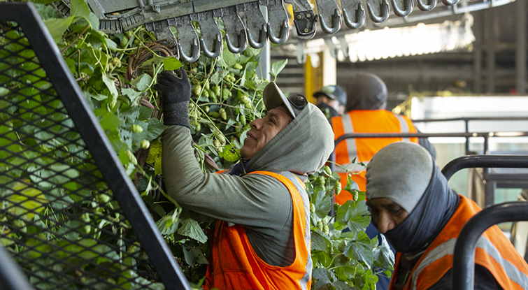 Crosby Hop Farm | Woodburn